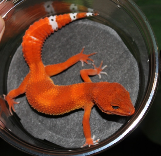 2023 HIGH Quality Mandarin-S. Korean Lineage Leopard Gecko by Pycko