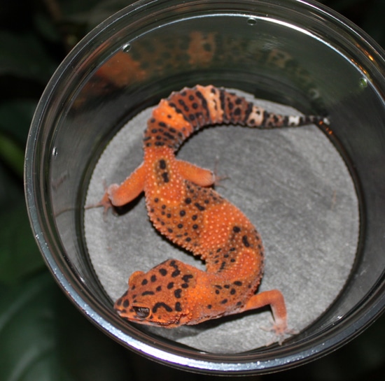 2023 Blackblood Inferno Female-S. Korean Lineage Leopard Gecko by Pycko