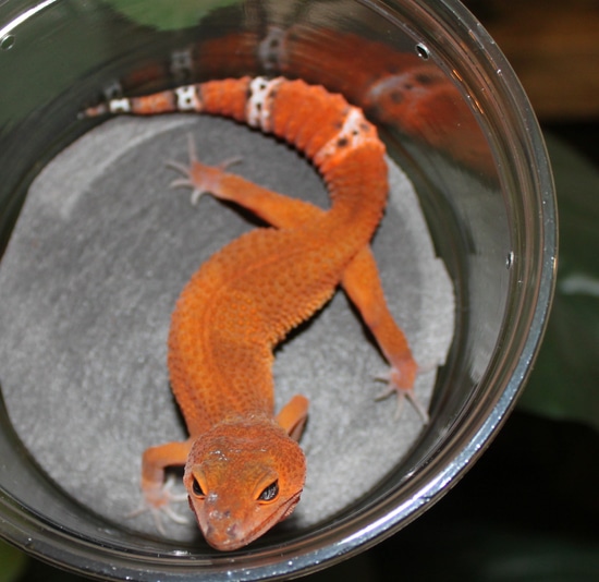 2023 Inferno Baldy Female-S. Korean Lineage Leopard Gecko by Pycko