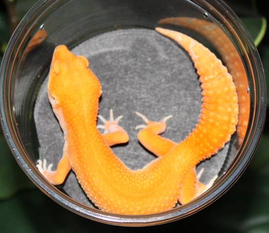 2022 Blood Bell Female-S. Korean Lineage Leopard Gecko by Pycko