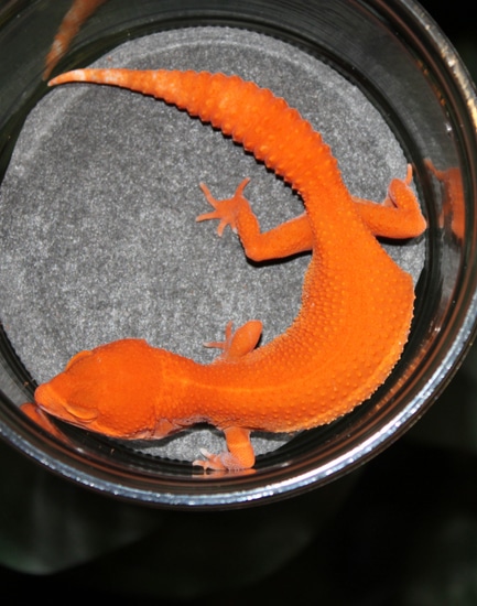 Red Devil Leopard Gecko by Pycko