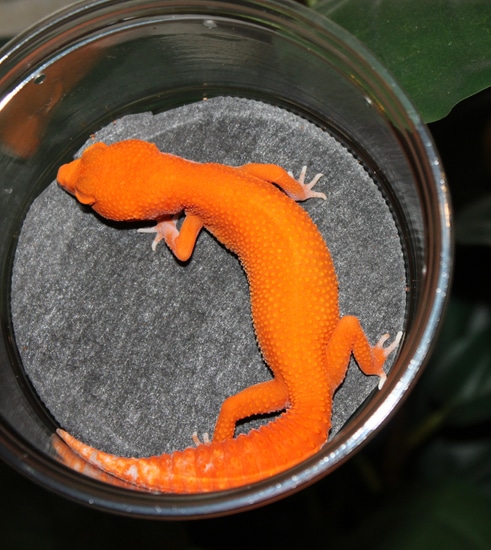 Red Devil Leopard Gecko by Pycko