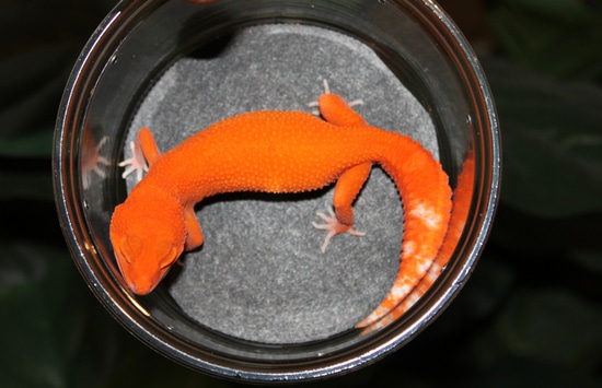 Red Devil - Holdback Release Leopard Gecko by Pycko