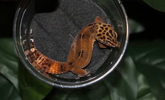 2023 Blackblood Female -S. Korean Lineage Leopard Gecko by Pycko