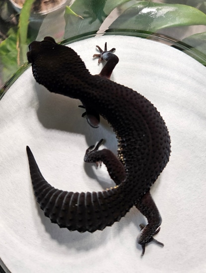 Pure Black Night Female-S. Korea Leopard Gecko by Pycko