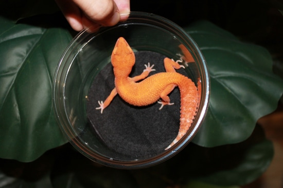 Red Devil Leopard Gecko by Pycko