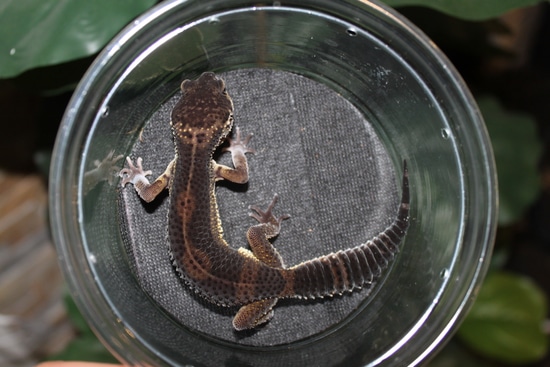 Black Night Female-South Korean Import Leopard Gecko by Pycko