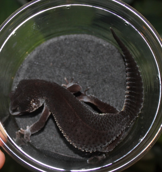 2023 PET ONLY- Black Night Female-S. Korean Import Leopard Gecko by Pycko