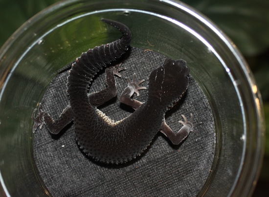 2023 Black Night Female Baby-S. Korean Import Leopard Gecko by Pycko