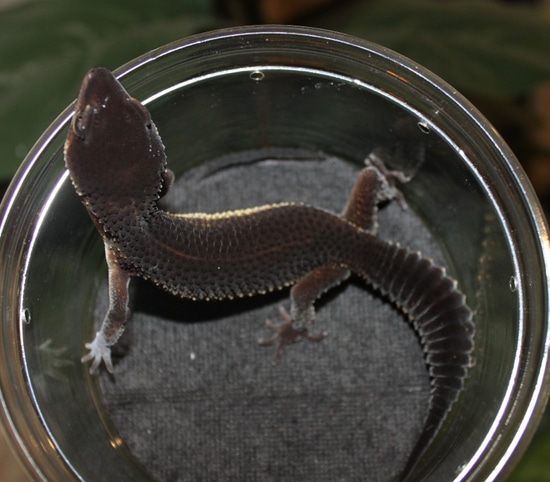 2023 Black Night Female-S. Korean Import Leopard Gecko by Pycko
