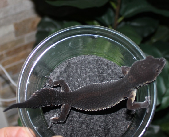 2023 Black Night Female-S. Korean Import Leopard Gecko by Pycko