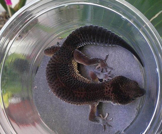 Black Night Female-2023 S. Korean Import Leopard Gecko by Pycko