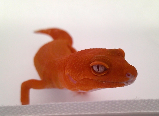 2023 Red Devil Female Leopard Gecko by Pycko