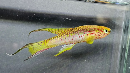 Aphyosemion Riggenbachi Ndokama (Pair =1 Male, 1 Female) Killifish ...