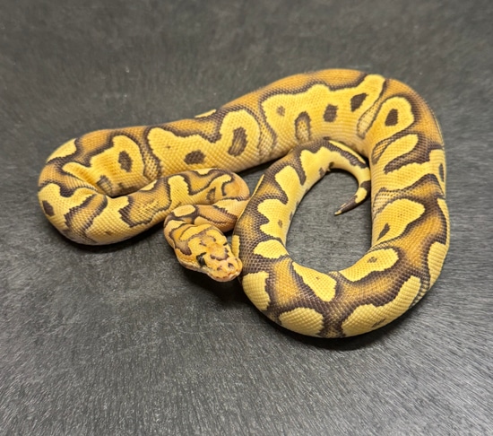 Fire Lace Clown Ball Python by Tall City Balls