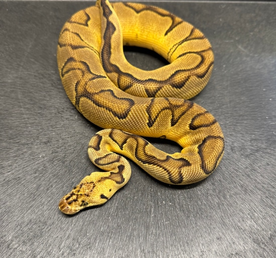 Pastel Enchi Clown Het DG Ball Python by Tall City Balls
