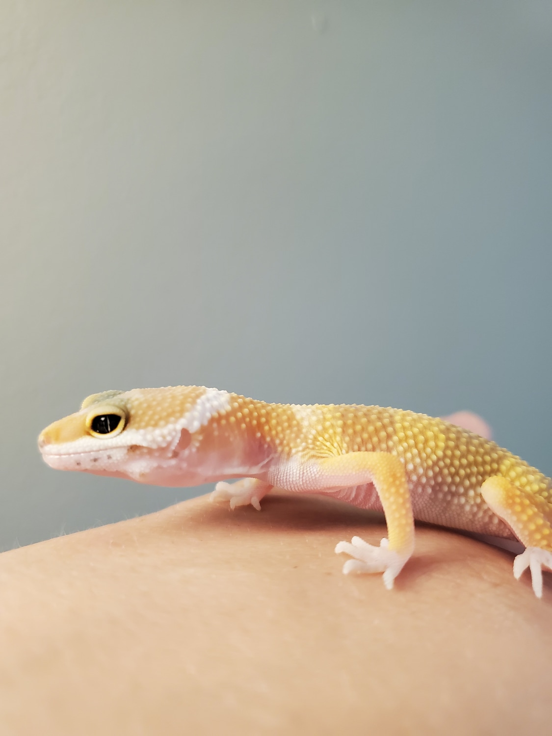 *Shipping Included* SHTCT Baldy 66% Pos Het Albino (Tremper) Leopard ...