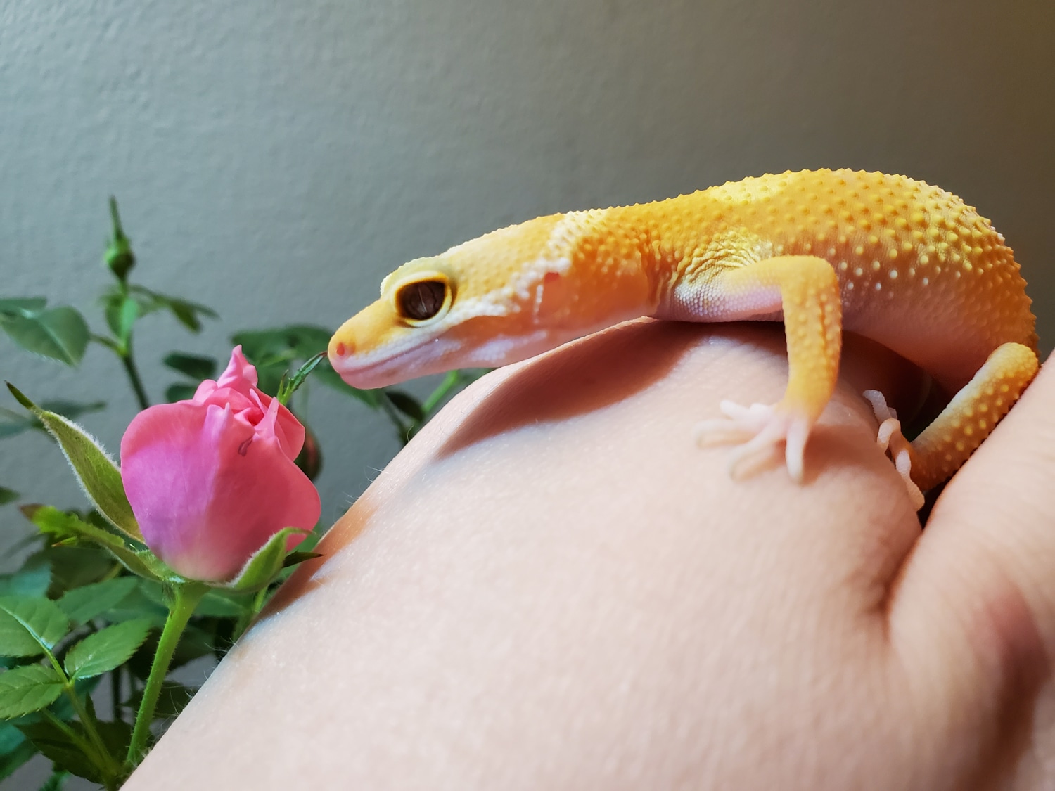 Sunglow Leopard Gecko by Liz's Leos & Things - MorphMarket