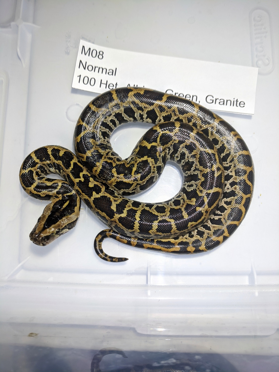 Normal 100 Het. Albino, Green, Granite Burmese Python by AVS ...