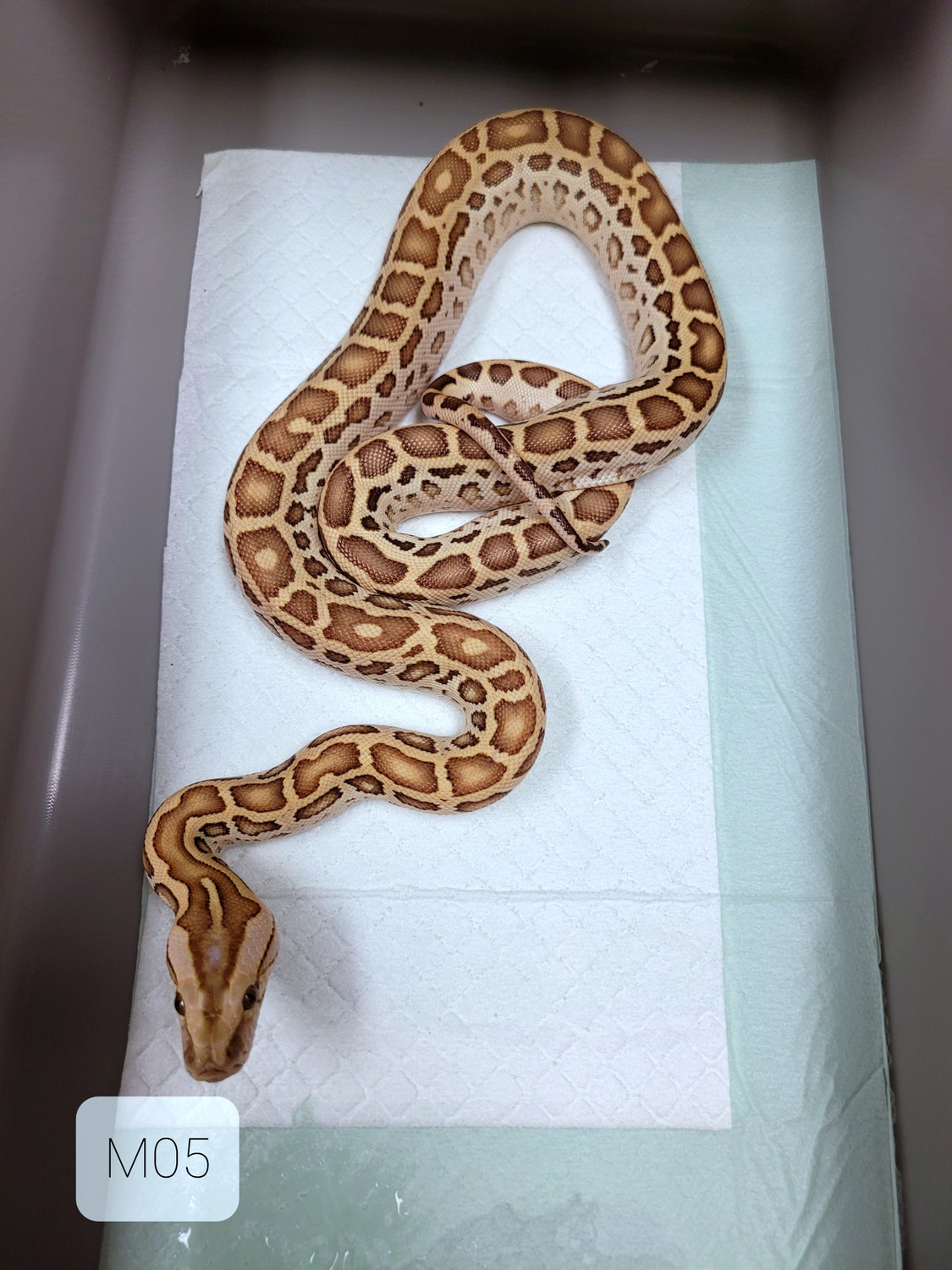 Hypo 100 Het. Albino, Green, Granite Burmese Python by AVS Herpetology ...