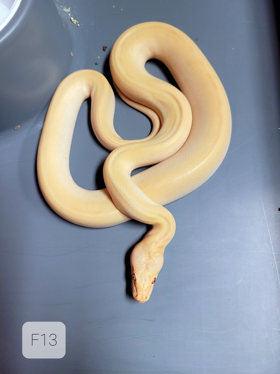 Pearl, Patternless 100% Het. Granite Burmese Python by AVS Herpetology ...