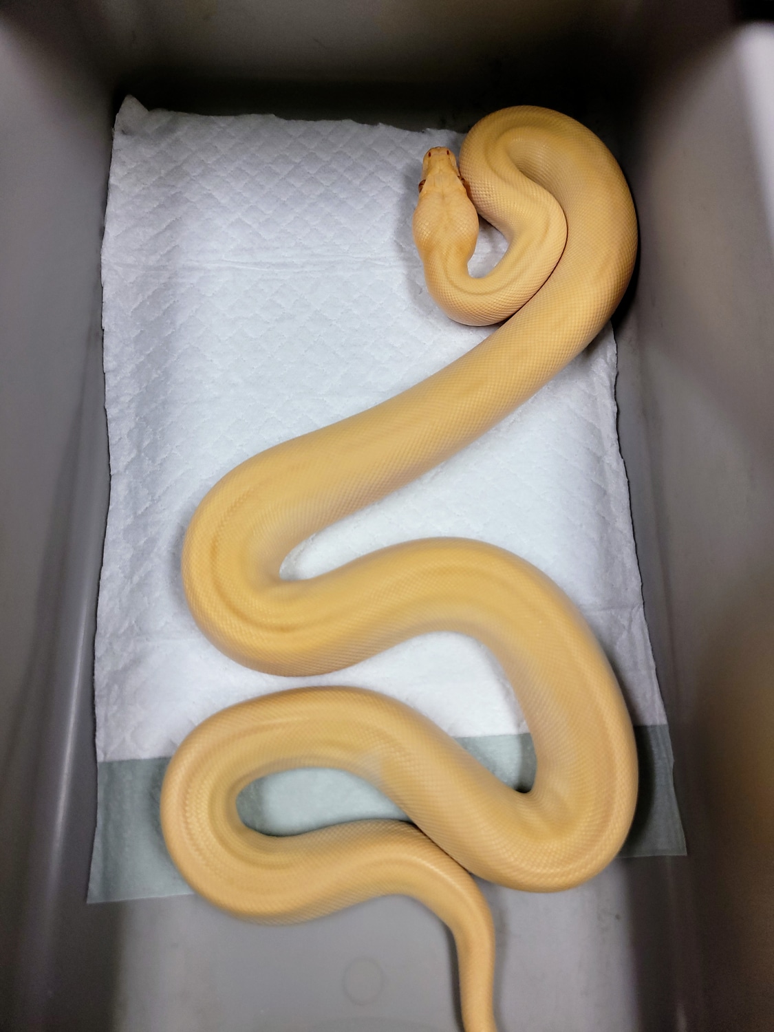 Hypo, Albino, Patternless, 100% Het. Granite Burmese Python by AVS ...