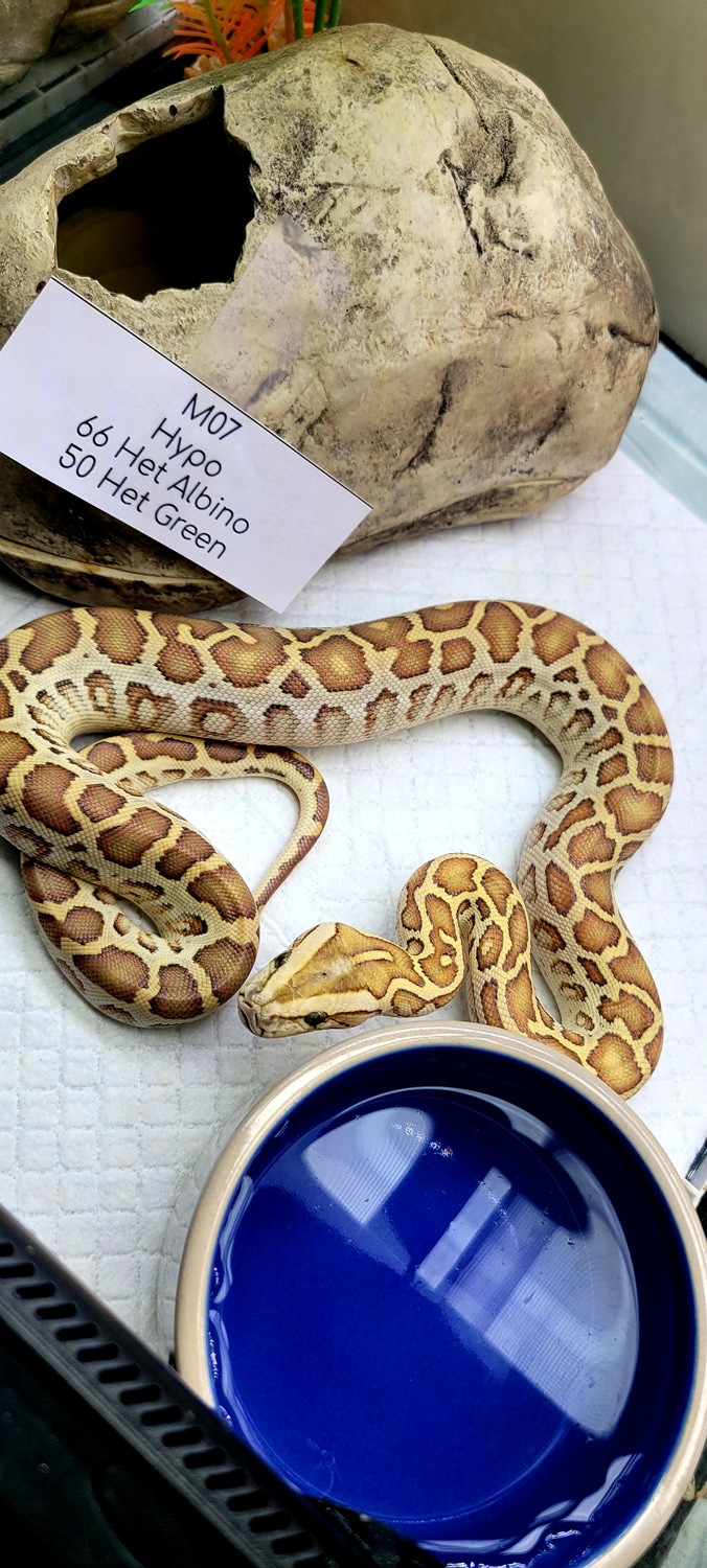 Hypo Burmese Python by AVS Herpetology - MorphMarket
