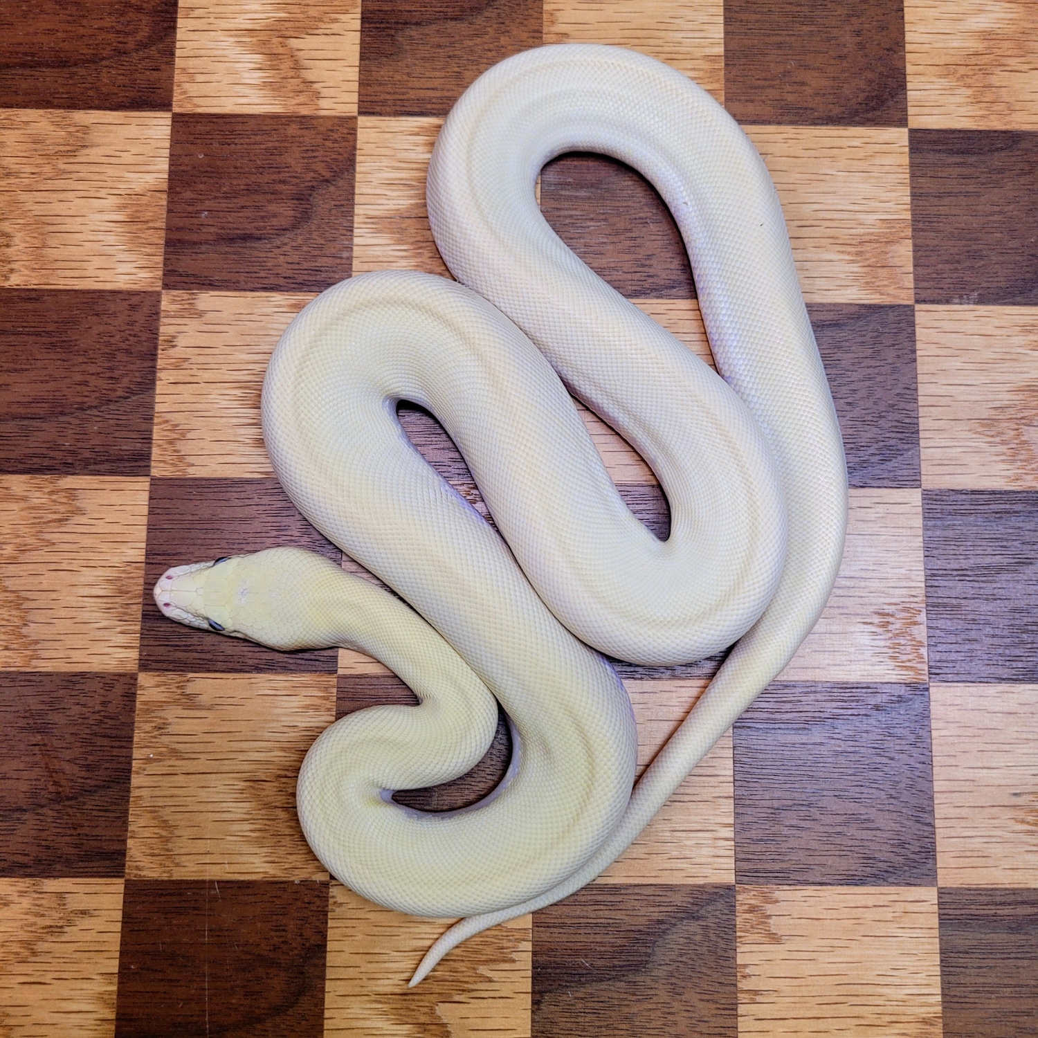 Super Hypo Burmese Python by AVS Herpetology - MorphMarket