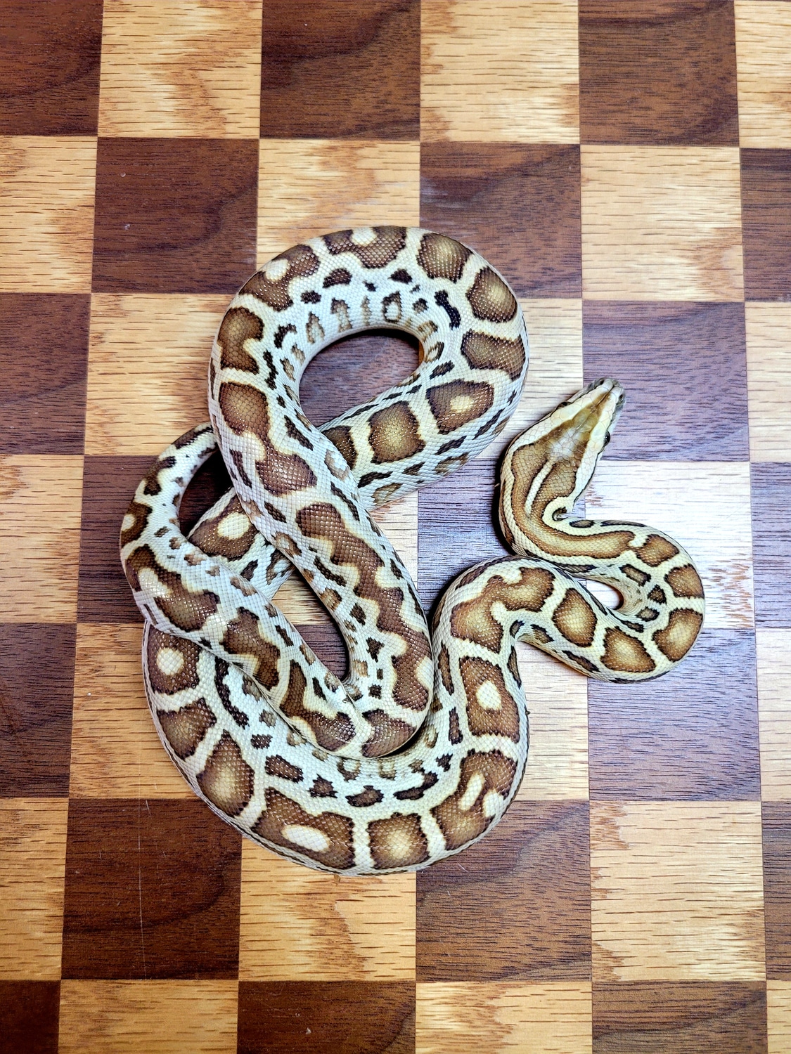 Hypo Burmese Python by AVS Herpetology - MorphMarket