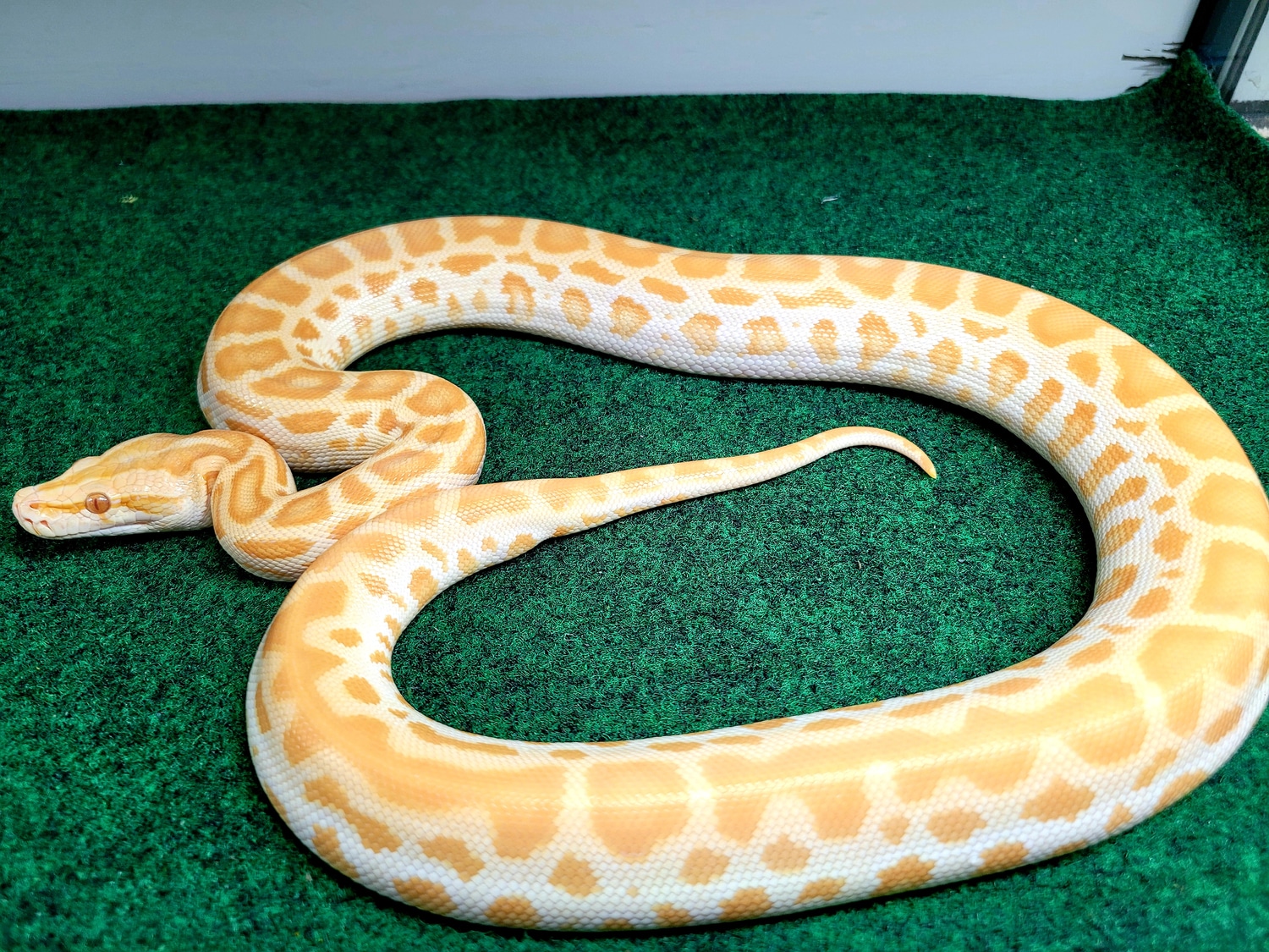 Albino, Hypo Burmese Python by AVS Herpetology - MorphMarket