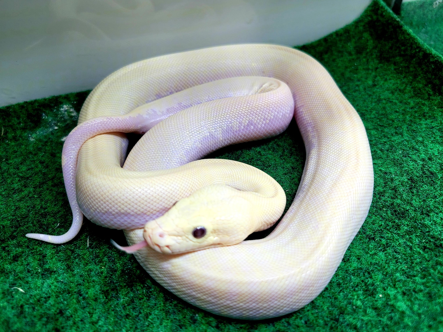 Super Hypo Burmese Python by AVS Herpetology - MorphMarket