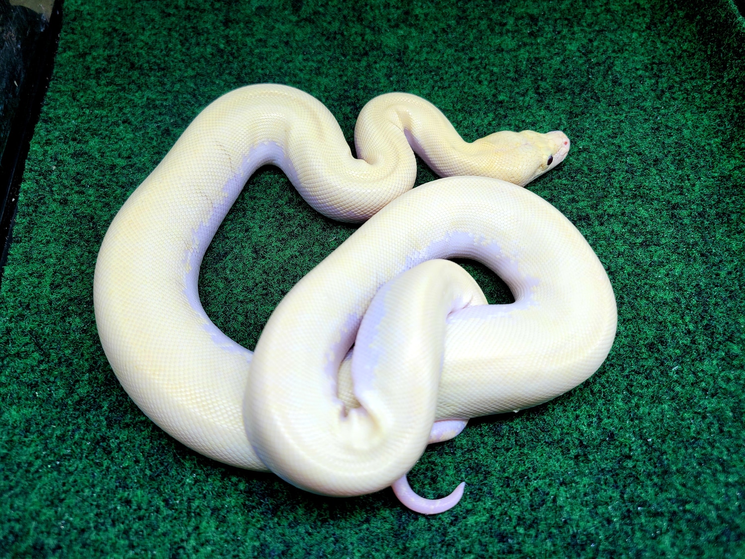 Ivory Burmese Python by AVS Herpetology - MorphMarket