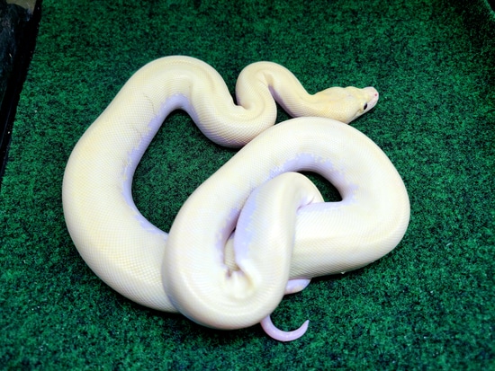 Ivory Burmese Python by AVS Herpetology