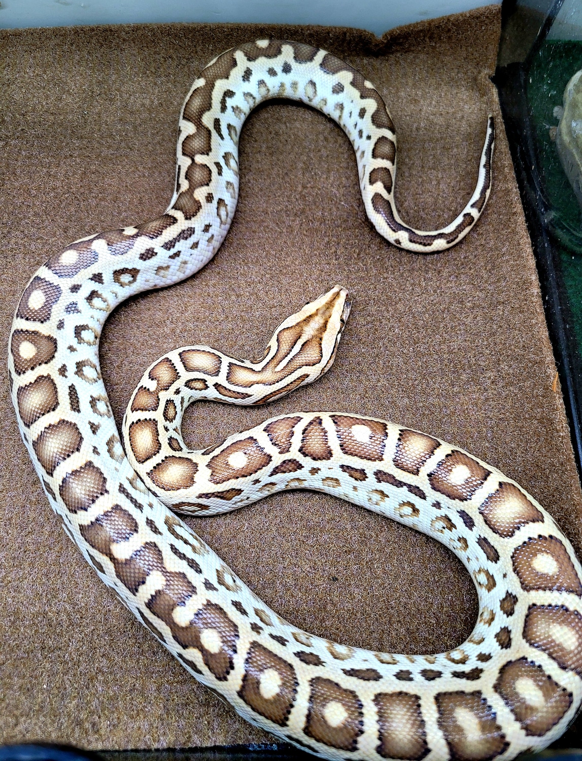 Hypo Burmese Python by AVS Herpetology - MorphMarket