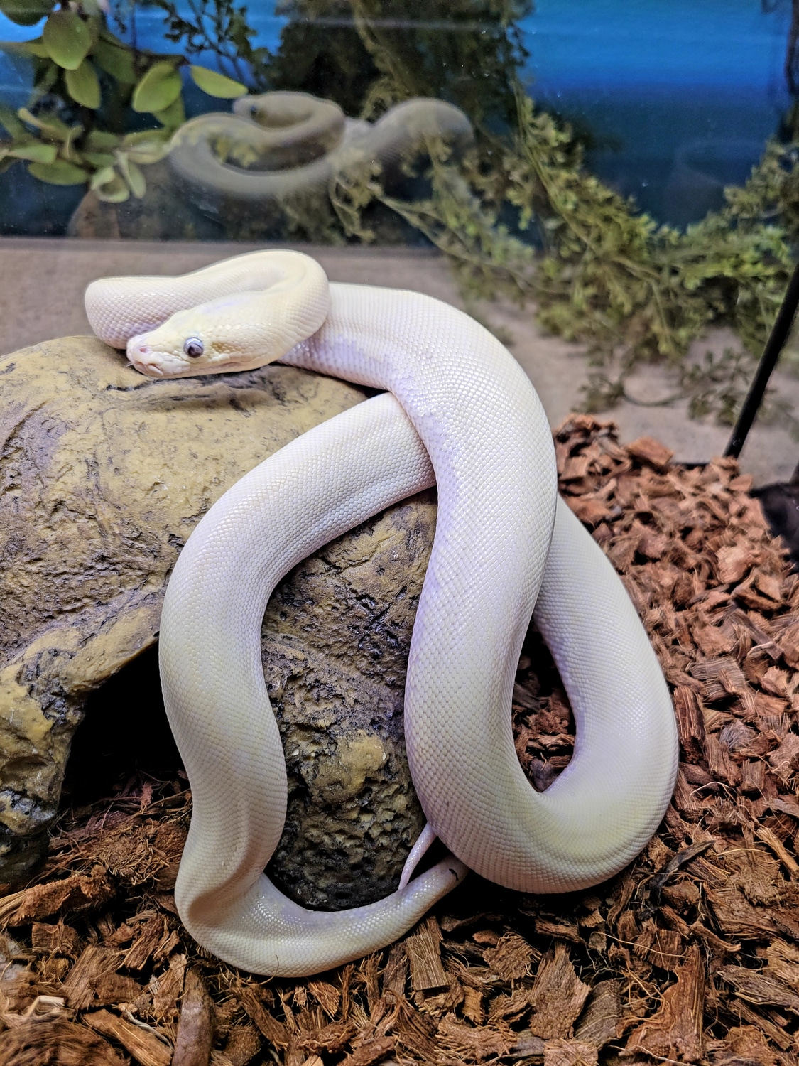 Ivory Burmese Python by AVS Herpetology - MorphMarket