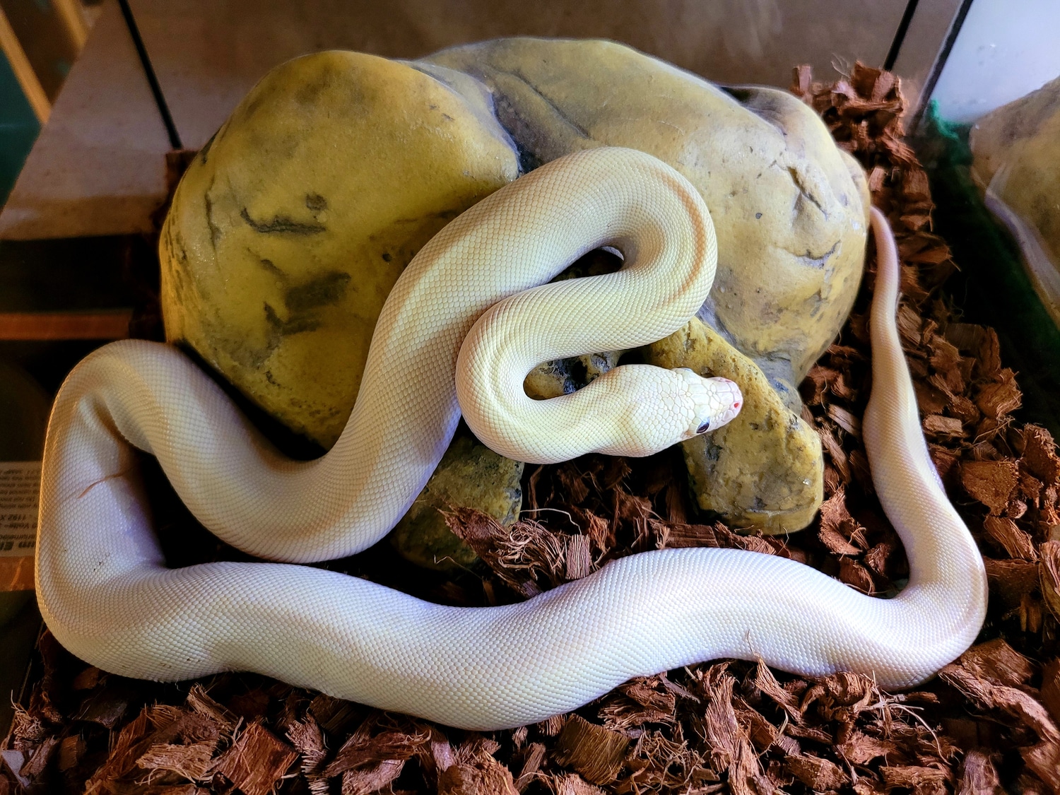 Ivory Burmese Python by AVS Herpetology - MorphMarket