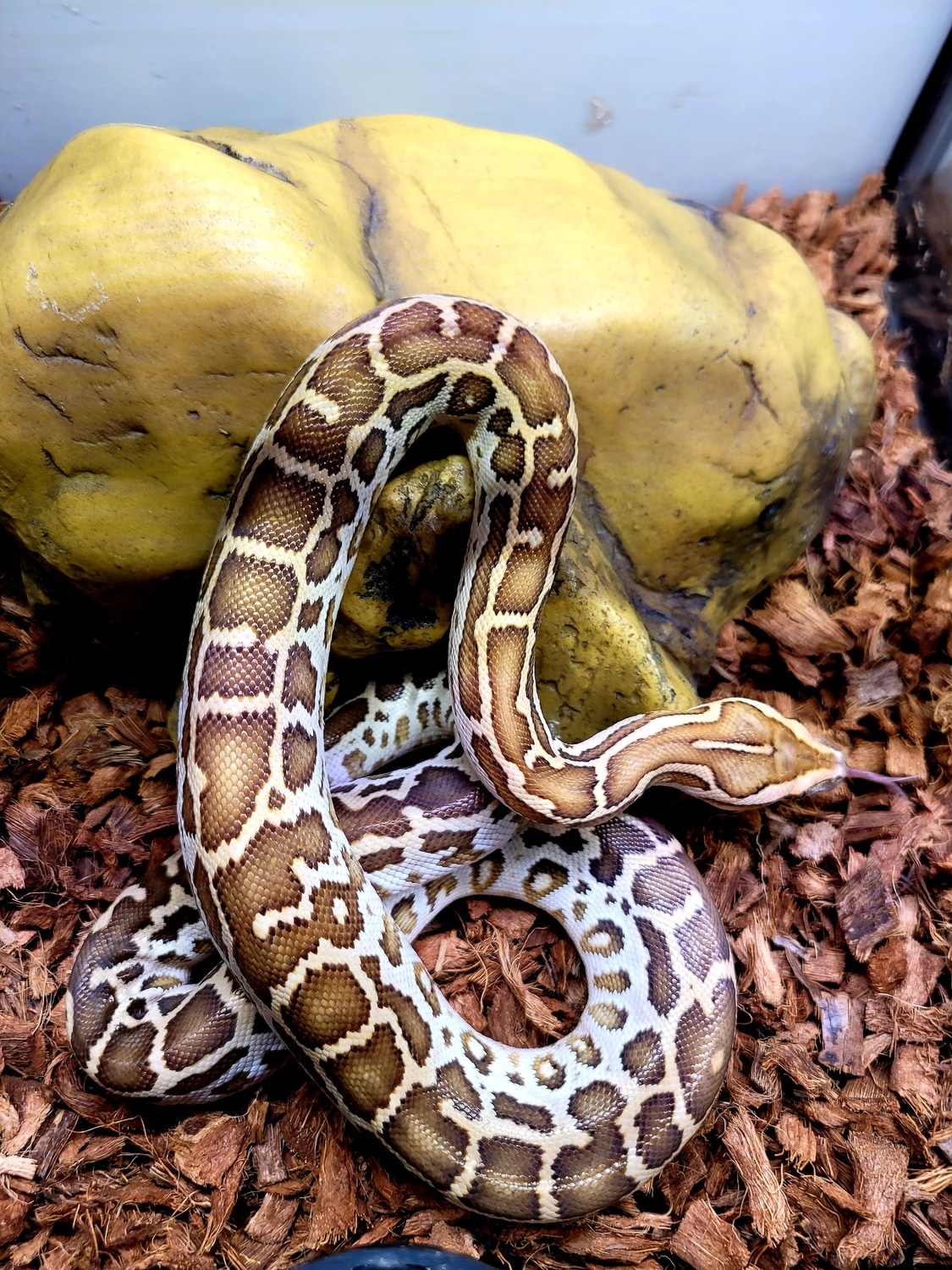 Hypo Burmese Python by AVS Herpetology - MorphMarket