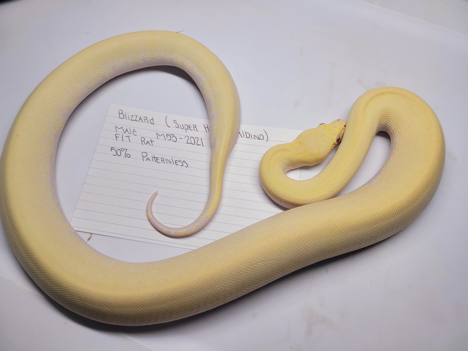 Blizzard Burmese Python by AVS Herpetology - MorphMarket