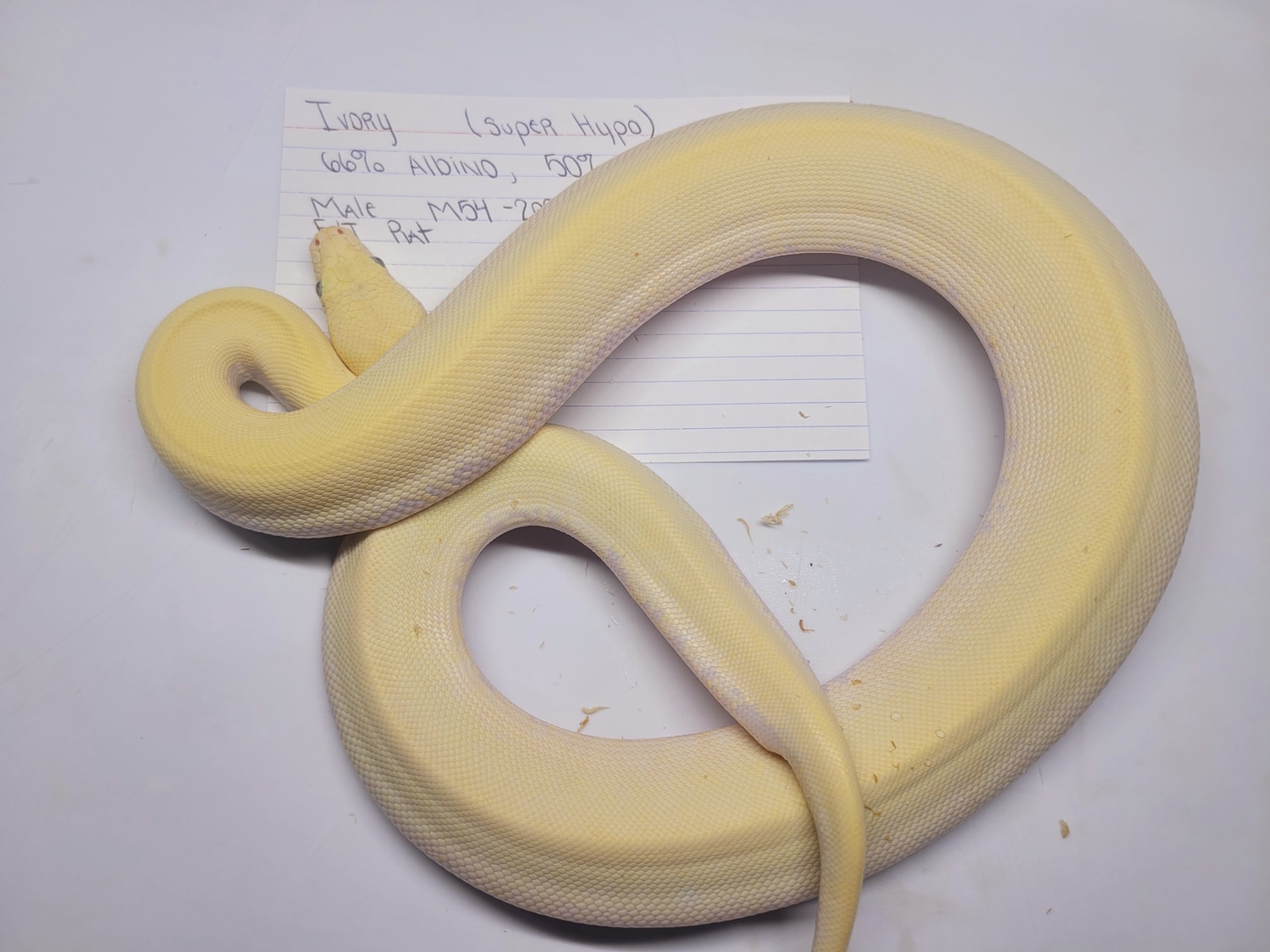 Ivory Burmese Python by AVS Herpetology - MorphMarket