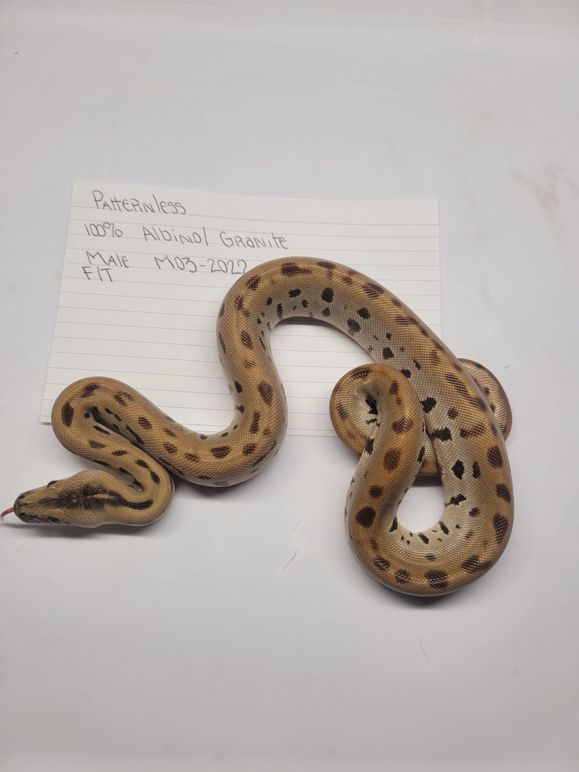 Patternless, 100% Het. Granite, 100% Het. Albino Burmese Python by AVS ...