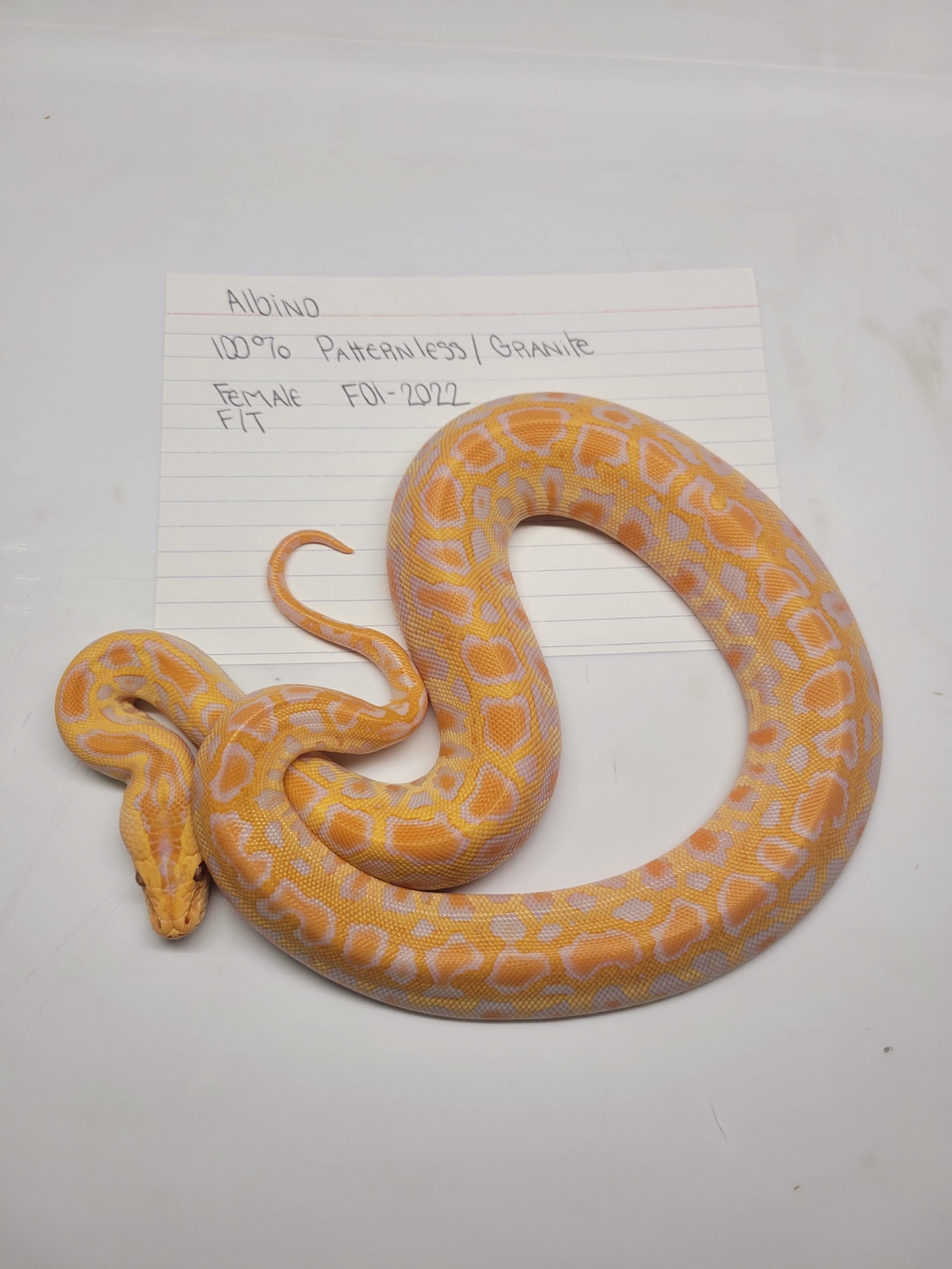 Albino 100% Het. Patternless, 100% Het. Granite Burmese Python by AVS ...