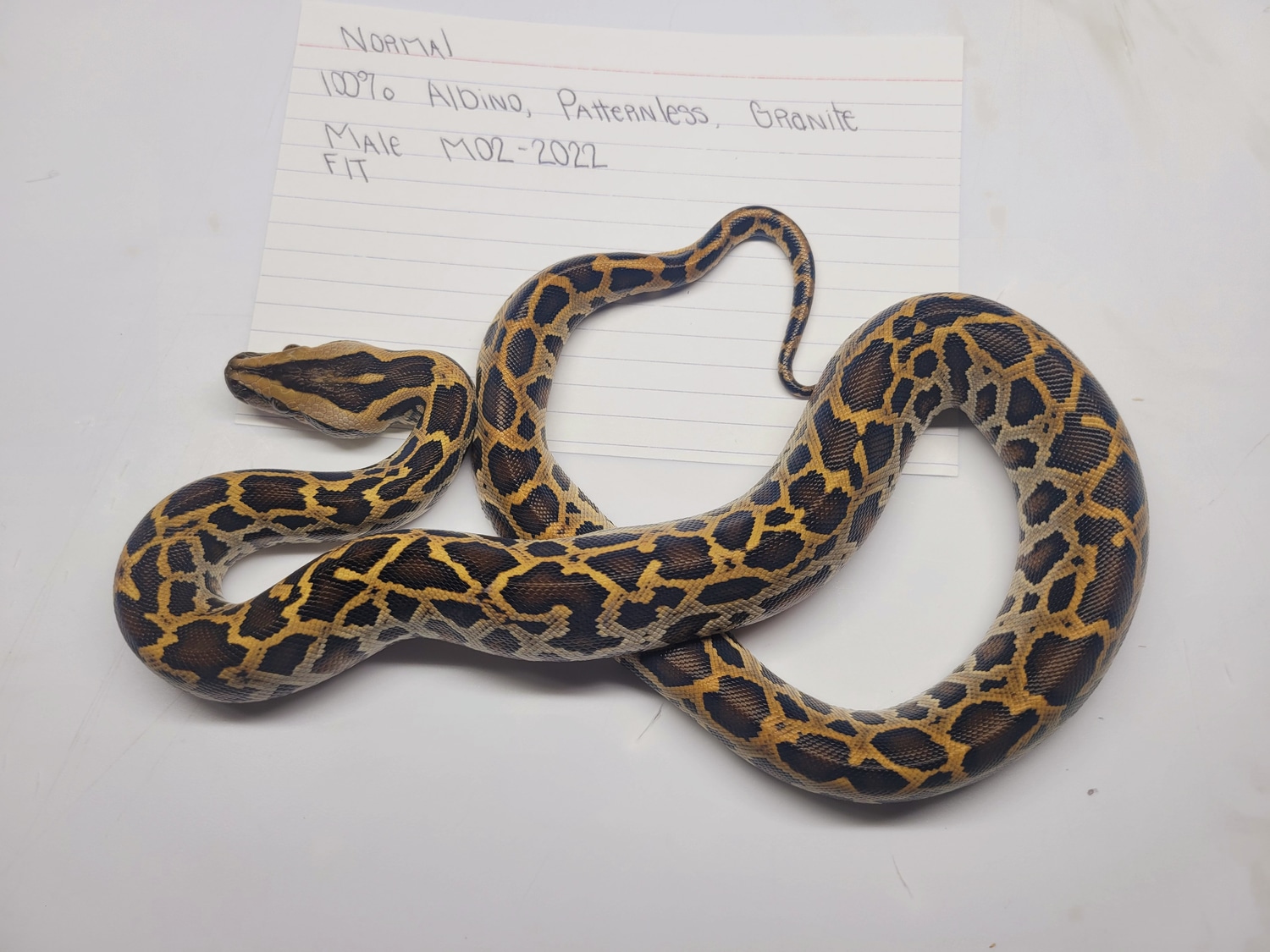 100% Het. Albino, 100% Het. Patternless, 100% Het. Granite Burmese ...