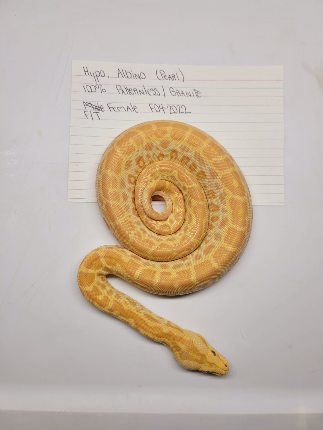 Pearl 100% 2x Het Burmese Python by AVS Herpetology - MorphMarket