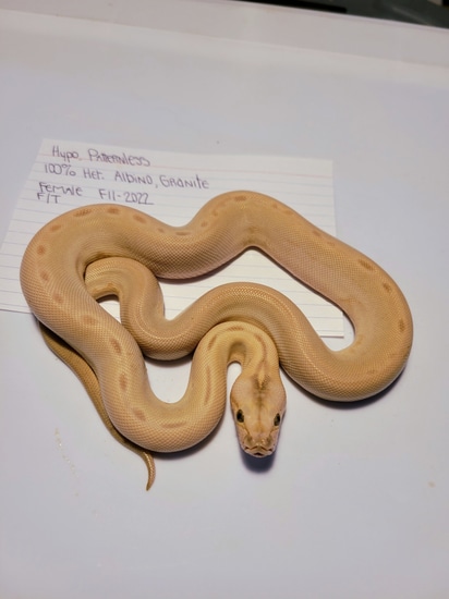 Hypo, Patternless 100% Het. Albino/Granite Burmese Python by AVS ...