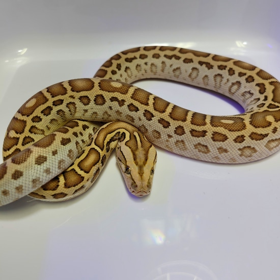Hypo 100% Het. Granite, Albino, Patternless Burmese Python by AVS ...