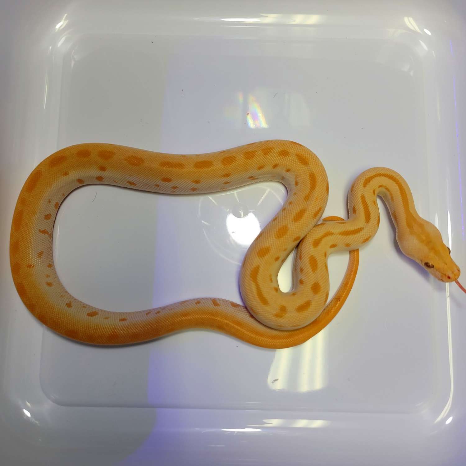 Albino, Patternless 100% Het. Granite Burmese Python by AVS Herpetology ...