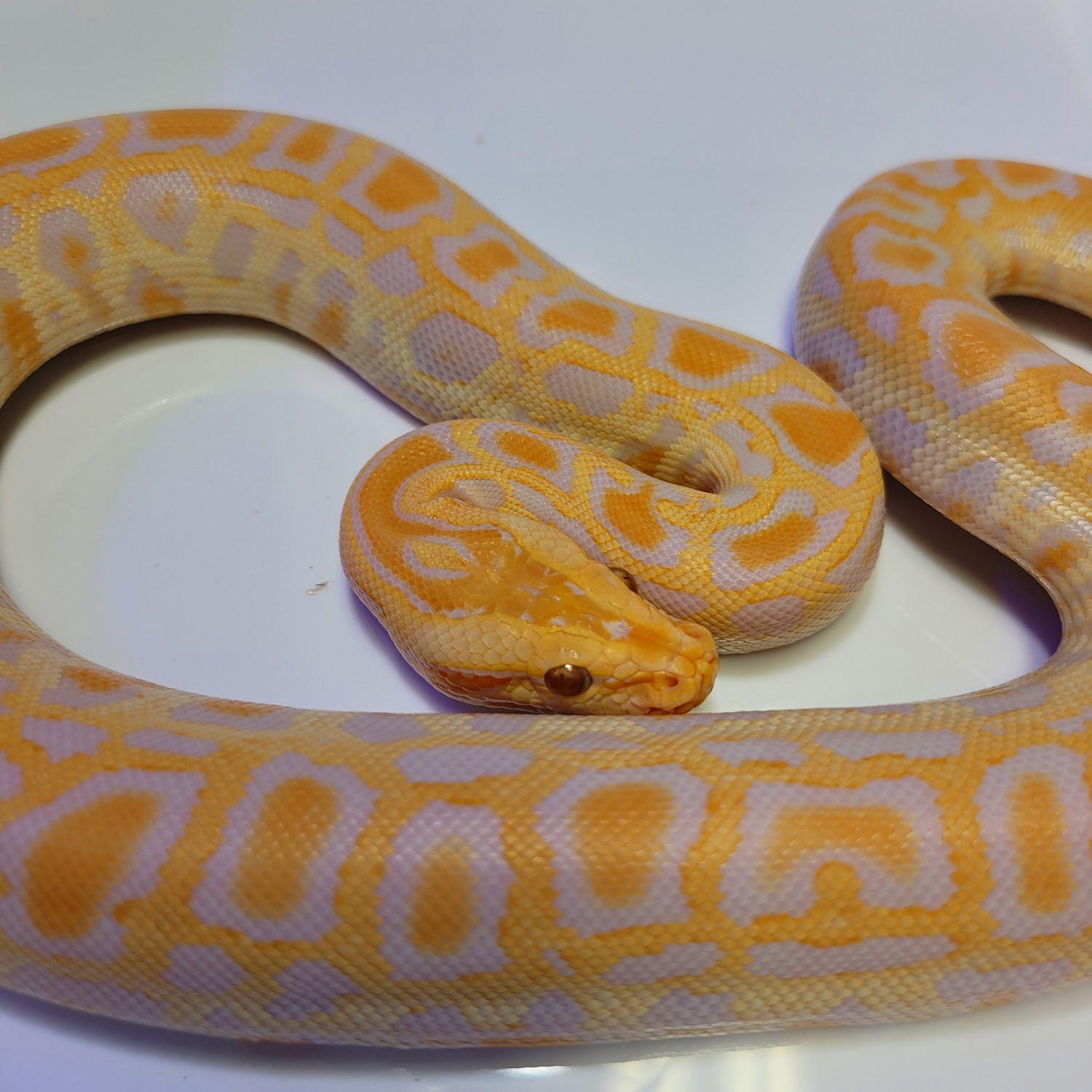 Albino Het. Patt/Gran Burmese Python by AVS Herpetology - MorphMarket