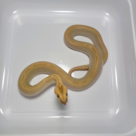 Hypo, Patternless. Het Albino/Granite Burmese Python by AVS Herpetology