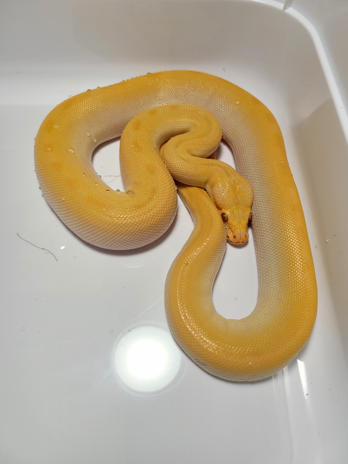 Hypo, Albino, Patternless, 100% Het. Granite Burmese Python by AVS ...