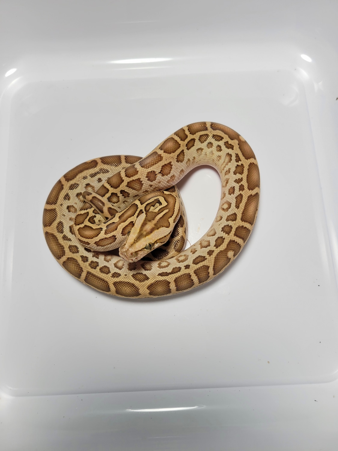 Hypo Triple Het Burmese Python by AVS Herpetology - MorphMarket